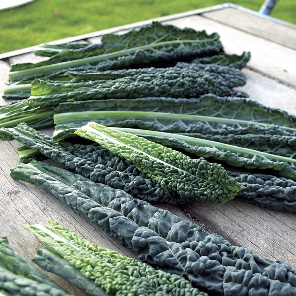 Black Kale! | Well Fed